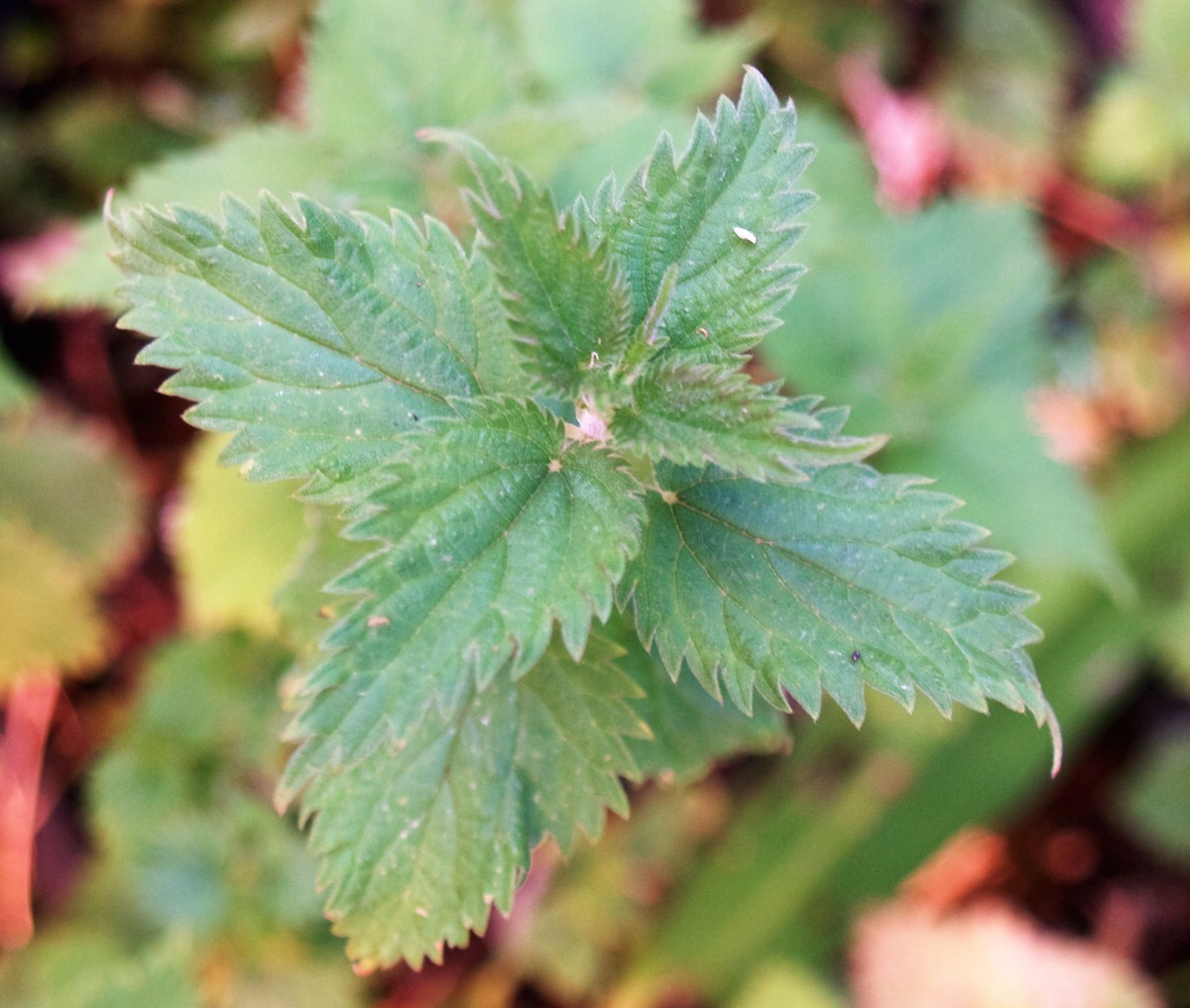 NZ’s Red Admiral Butterfly And The Nettle Connection: – Vitonix
